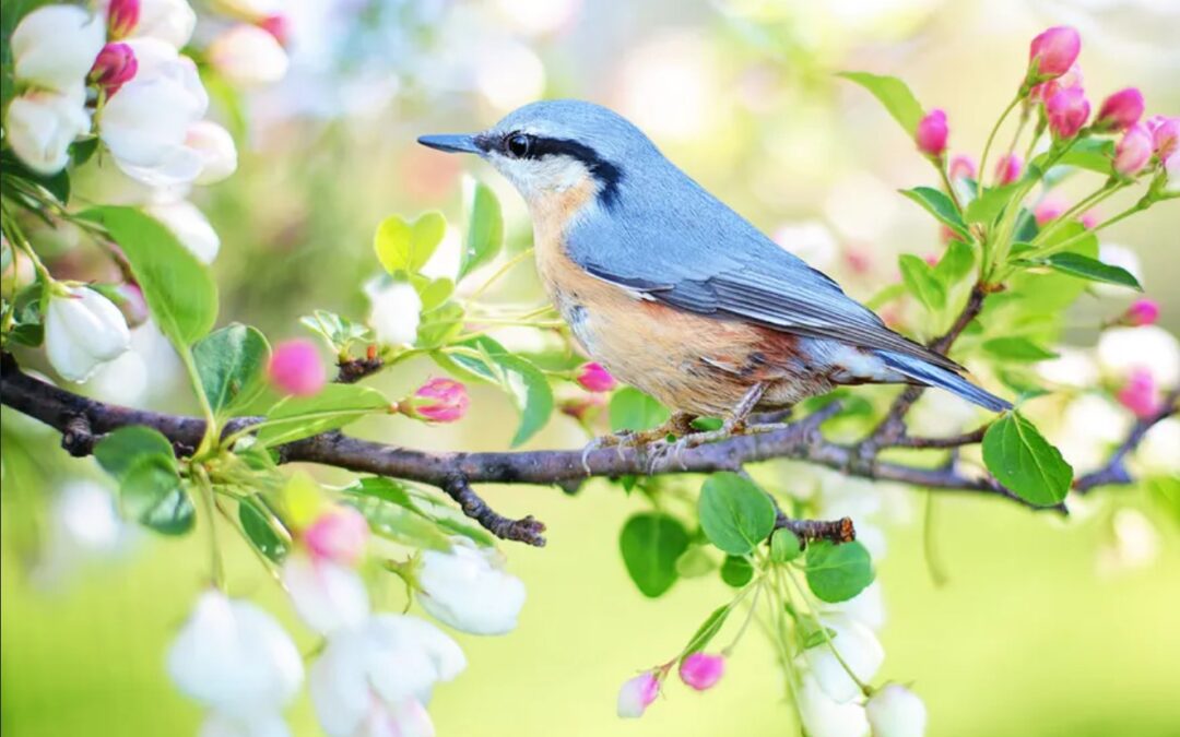 blue bird spring blossoms - OpenHeaven.com